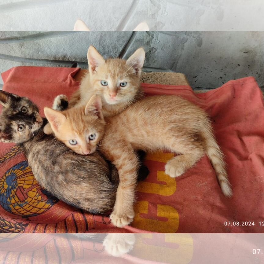 Котята