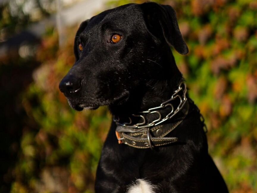 Собака Цезарь