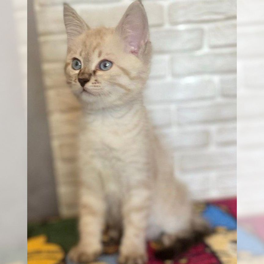 Голубоглазый Котёнок в добрые руки бесплатно