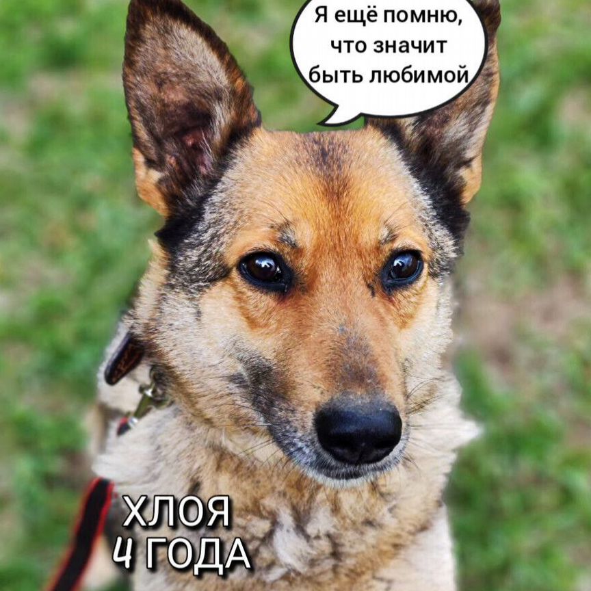 Взрослая собака в добрые руки