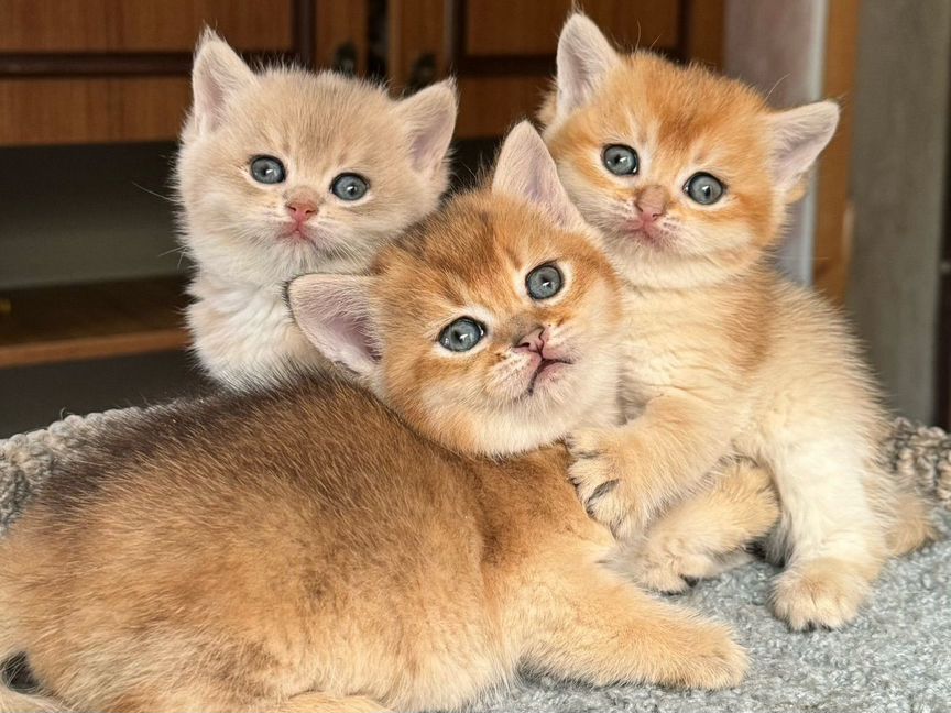 Котята золотая шиншилла