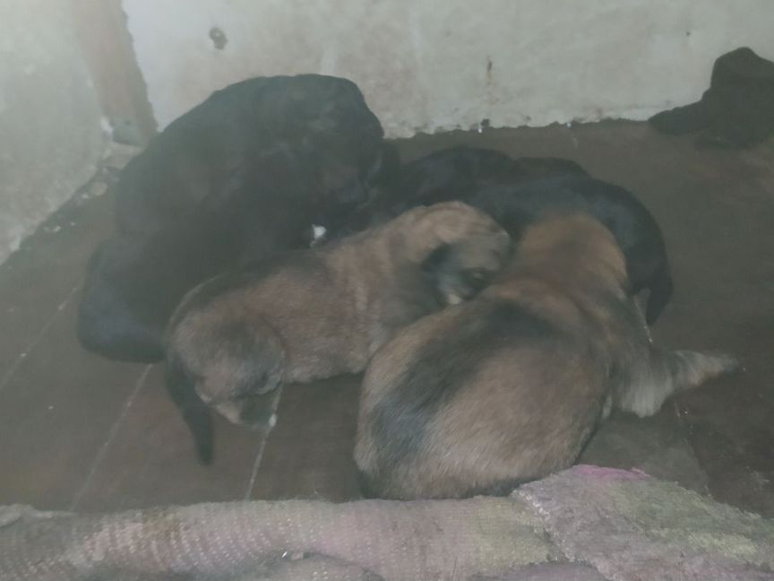 Щенки в добрые руки