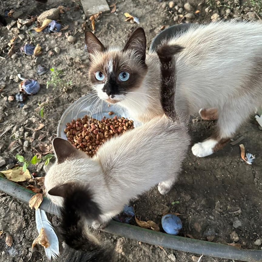 Отдам котят в добрые руки