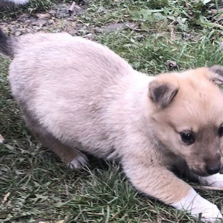 Щенок в добрые руки