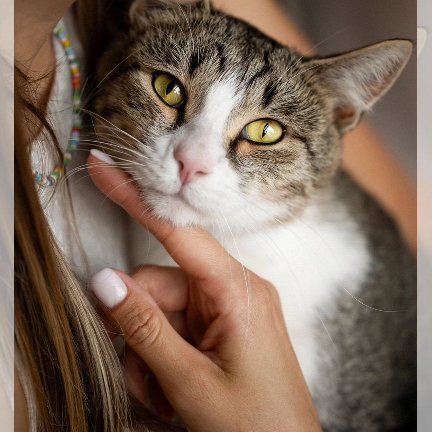 Кот в добрые руки