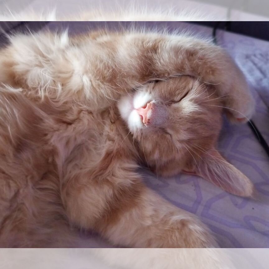Мейн-кун котёнок