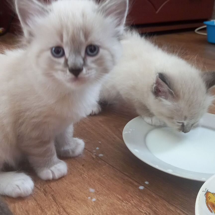 Домашние животные котята