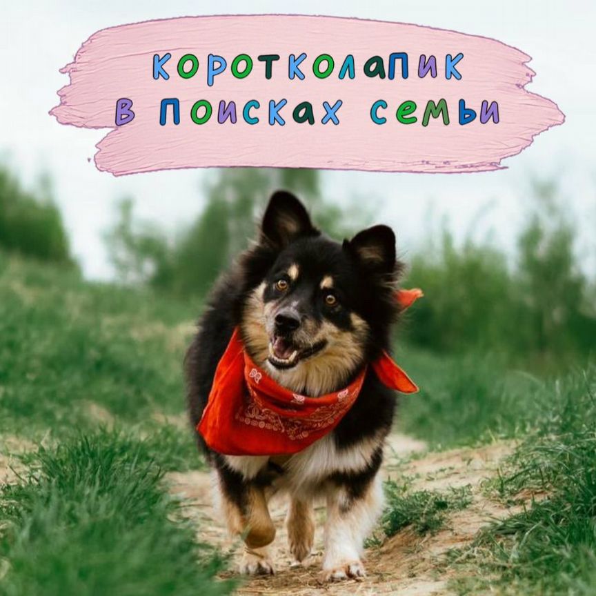 Взрослый пёс в добрые руки