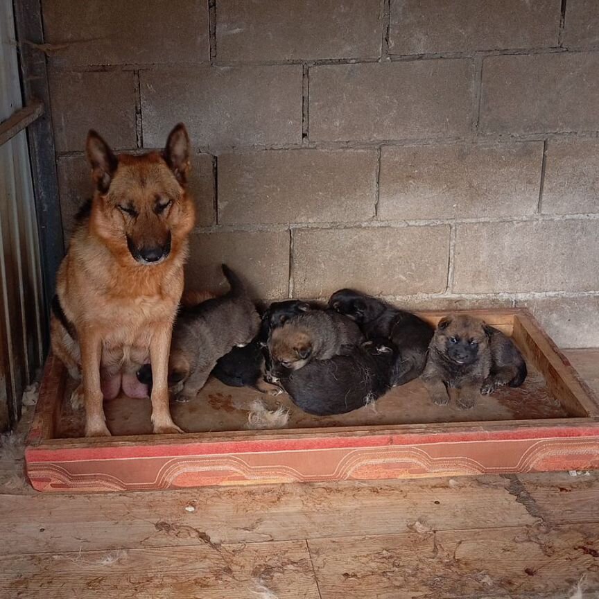 Немецкая овчарка, щенок