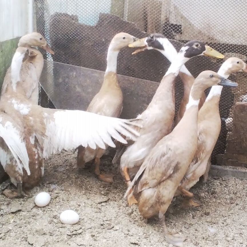 Селезни индийский бегунок