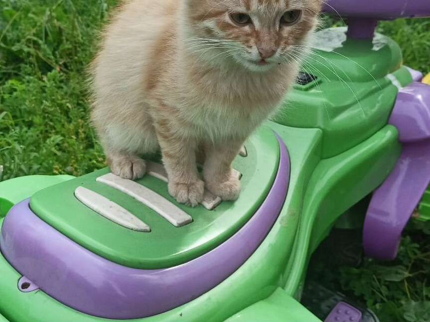 Кошки в добрые руки бесплатно