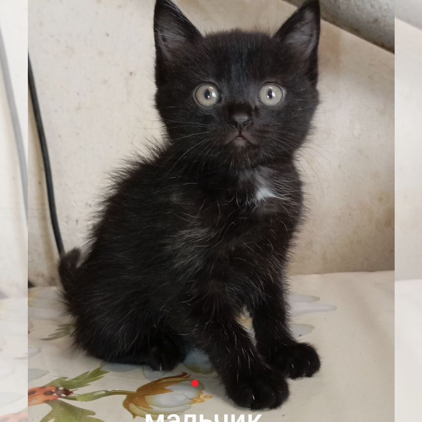 Котёнок в добрые руки