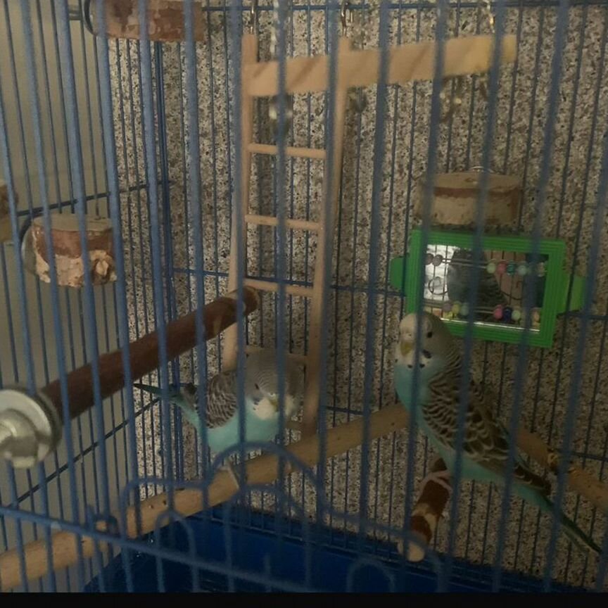 Продаются попугаи с клеткой