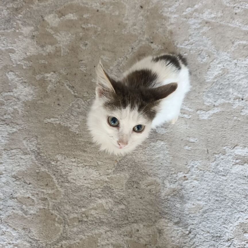 Отдам котенка в добрые руки,к лотку приучен(кот)