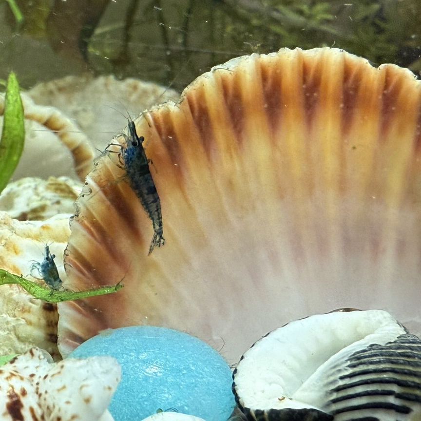 Креветки синие аквариумные