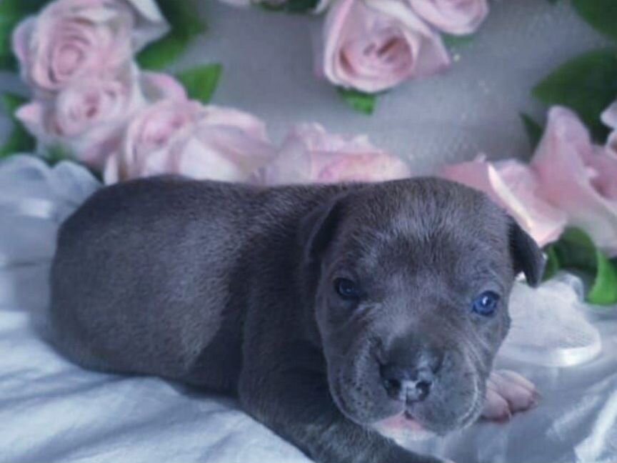 Американский стаффордширский терьер