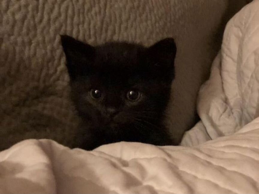 Отдаю Черного и Серого Котенка, в добрые руки