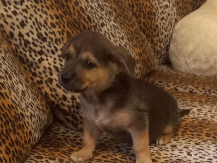 Собаки щенки бесплатно