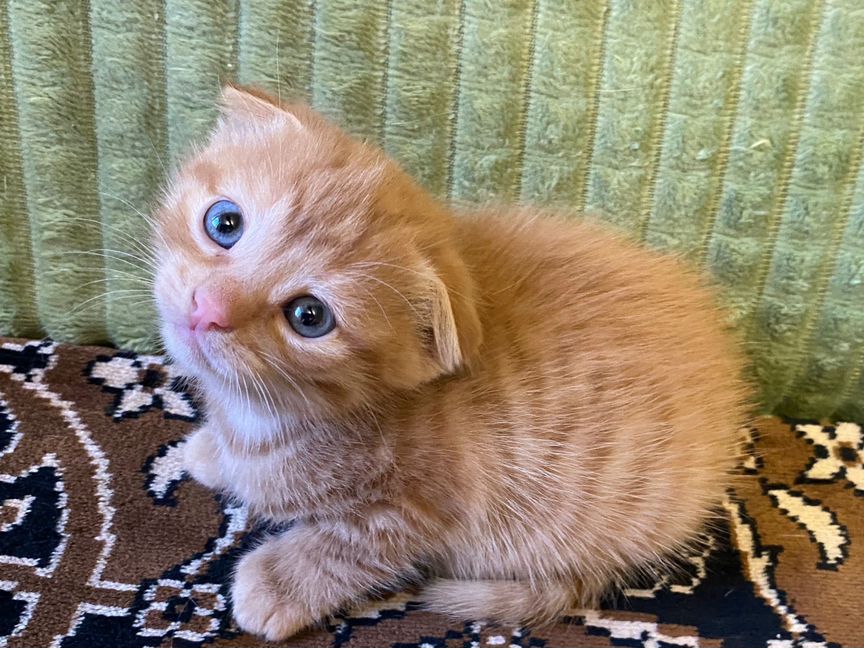 Котята