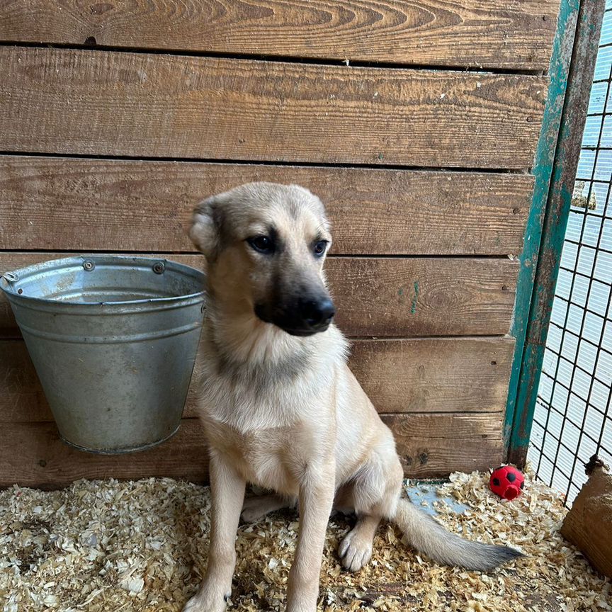 Песик Коля тоскует в приюте