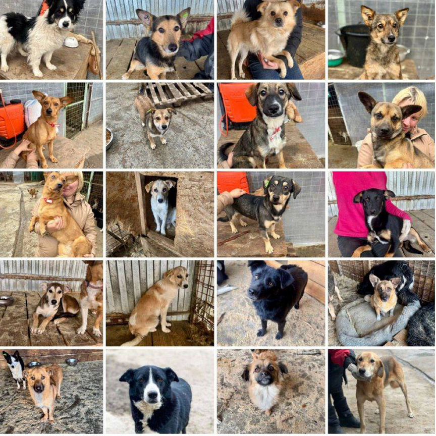 Взрослая собака в добрые руки