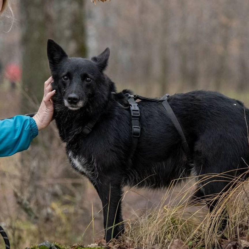 Взрослая собака в добрые руки