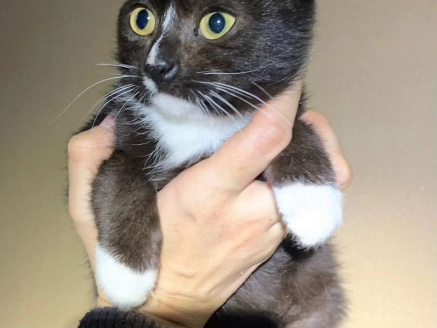 Кошка 5-6 месяцев