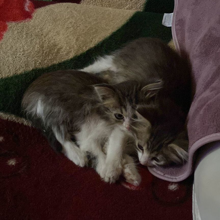 Отдам котят бесплатно. Подкидыши