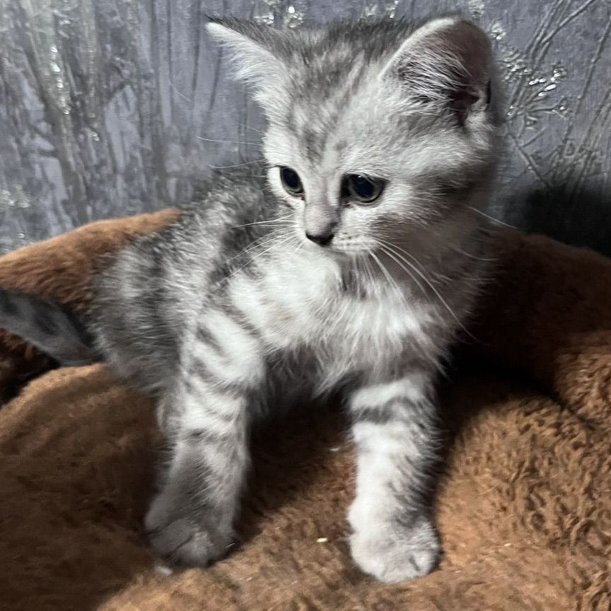 Шотландский прямоухий короткошёрстный котёнок