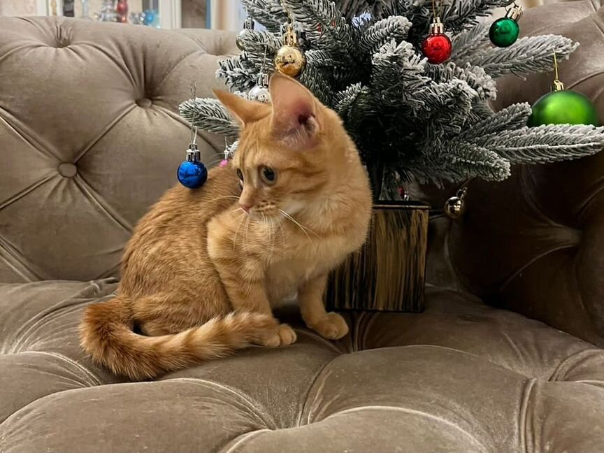 Котята девон-рекс