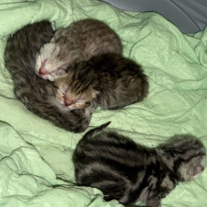 Шотландские котята