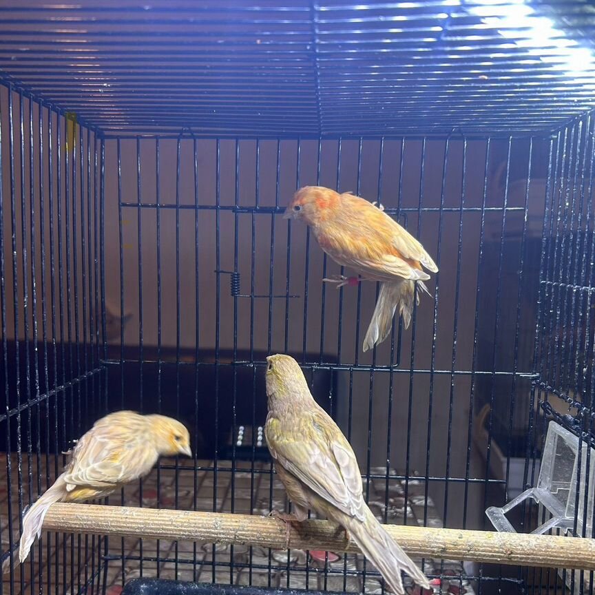 Кенара и канарейки