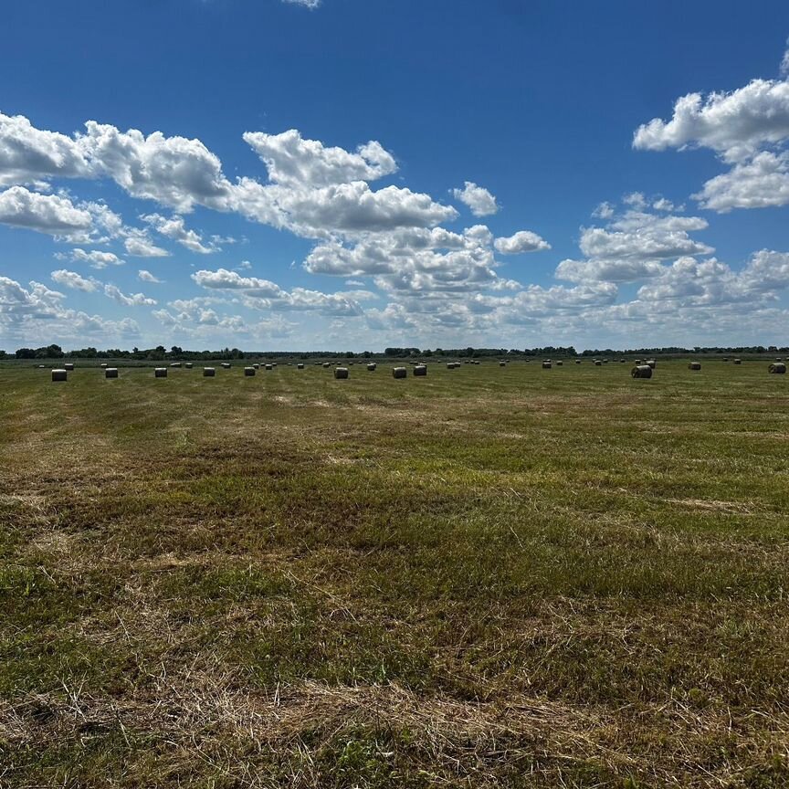 Сено в рулонах