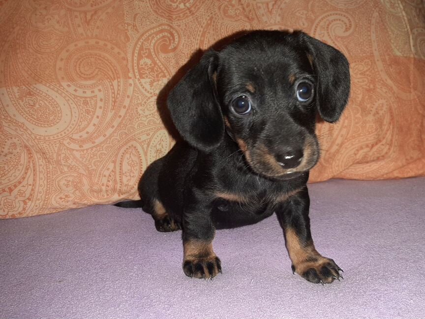 Карликовая такса