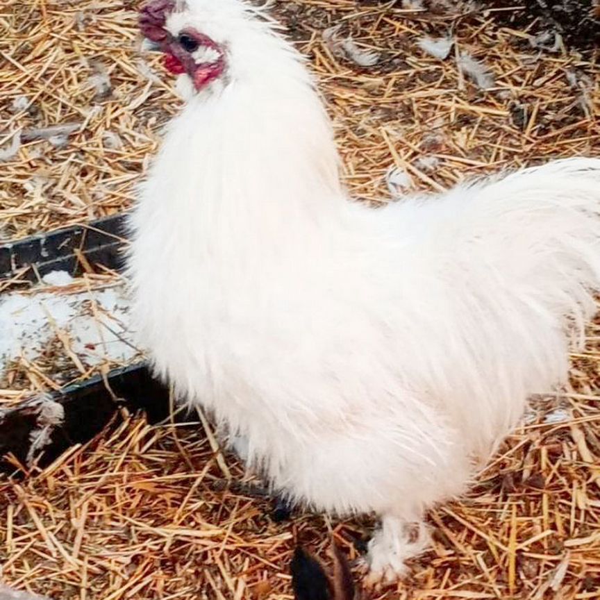 Питушки Китайские Шолковые