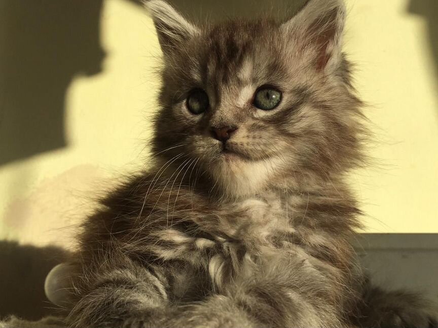 Котята мейн-кун