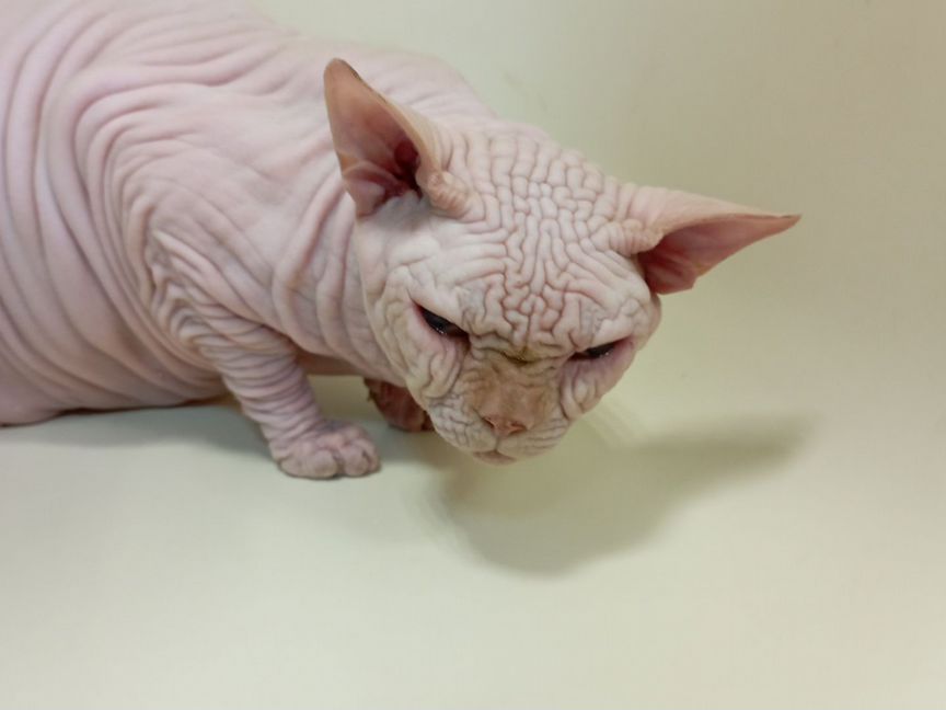 Канадский сфинкс экстремально шкурястый