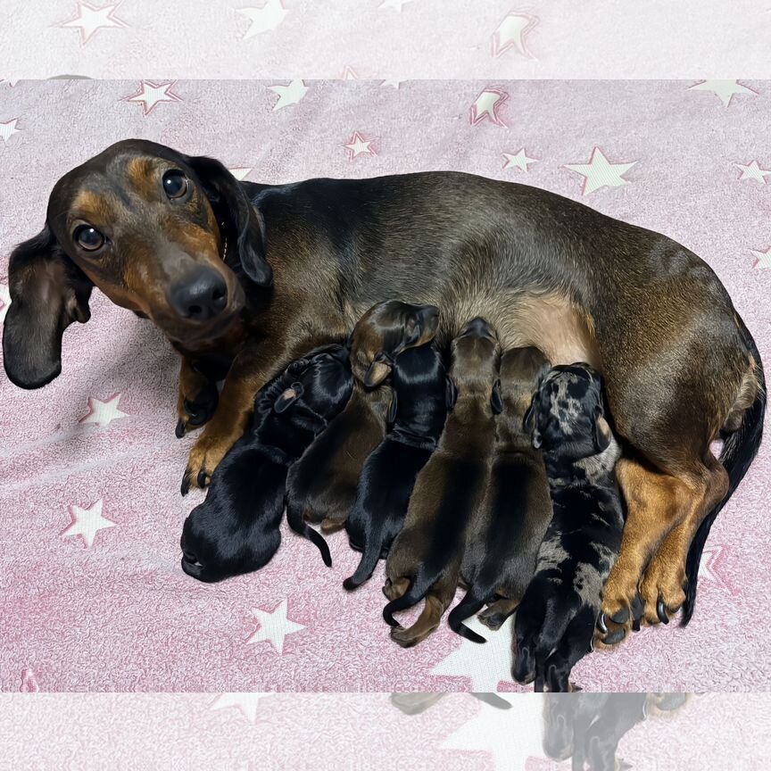 Такса, щенок