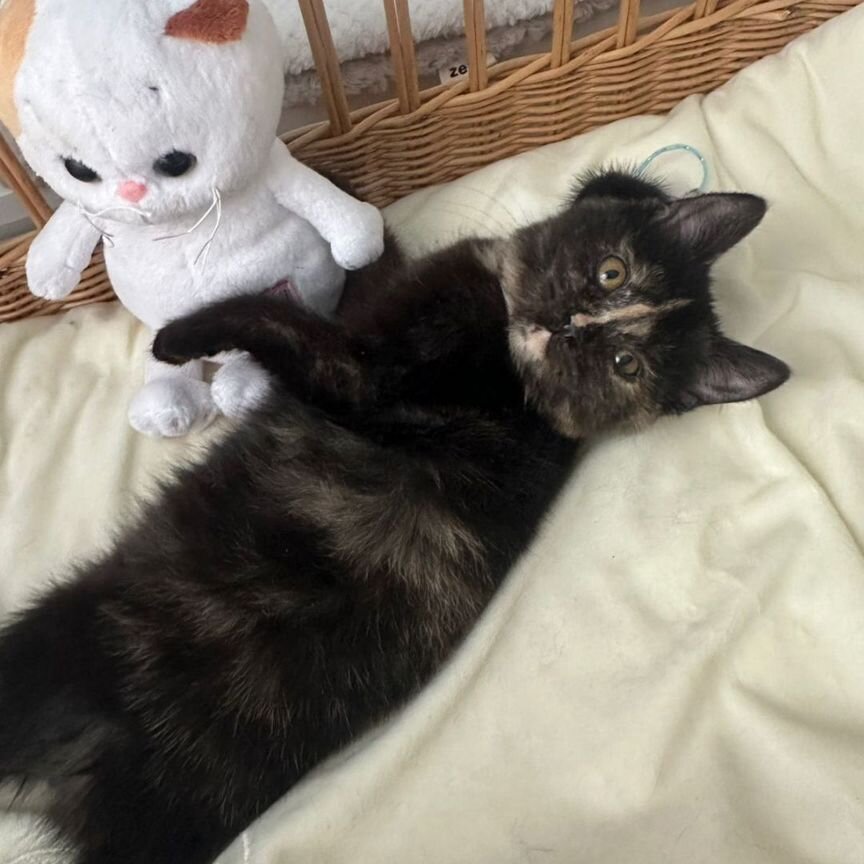 Котенок девочка 3 мес