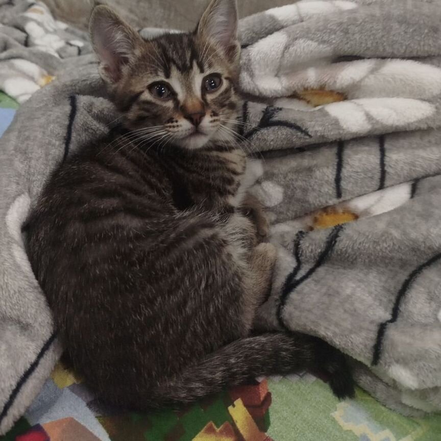 Яванский котёнок