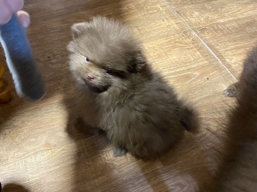 Собака щпиц щенок