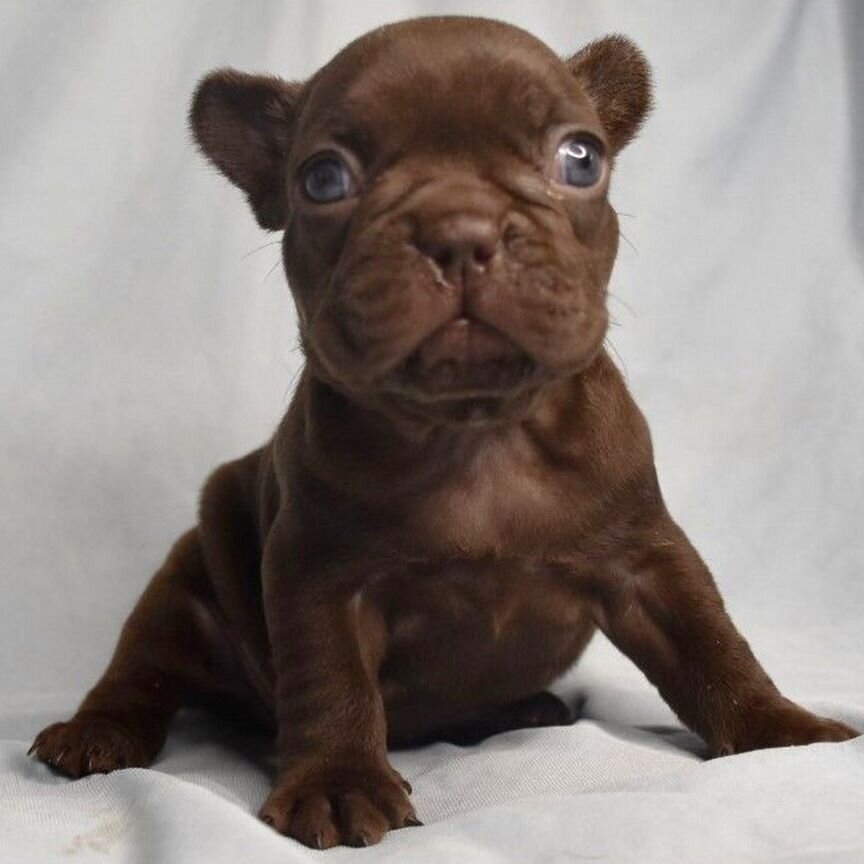 Французский бульдог, щенок