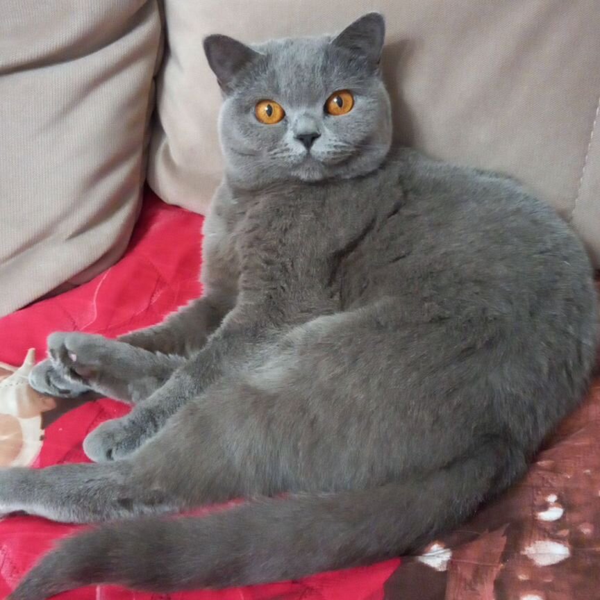 Британская голубая кошка
