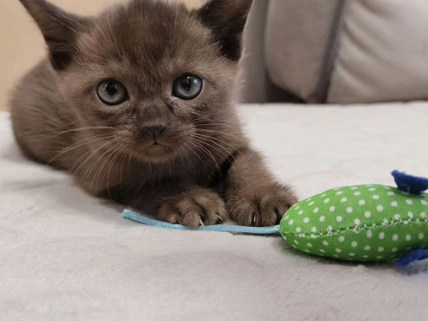 Бурманские котята соболь