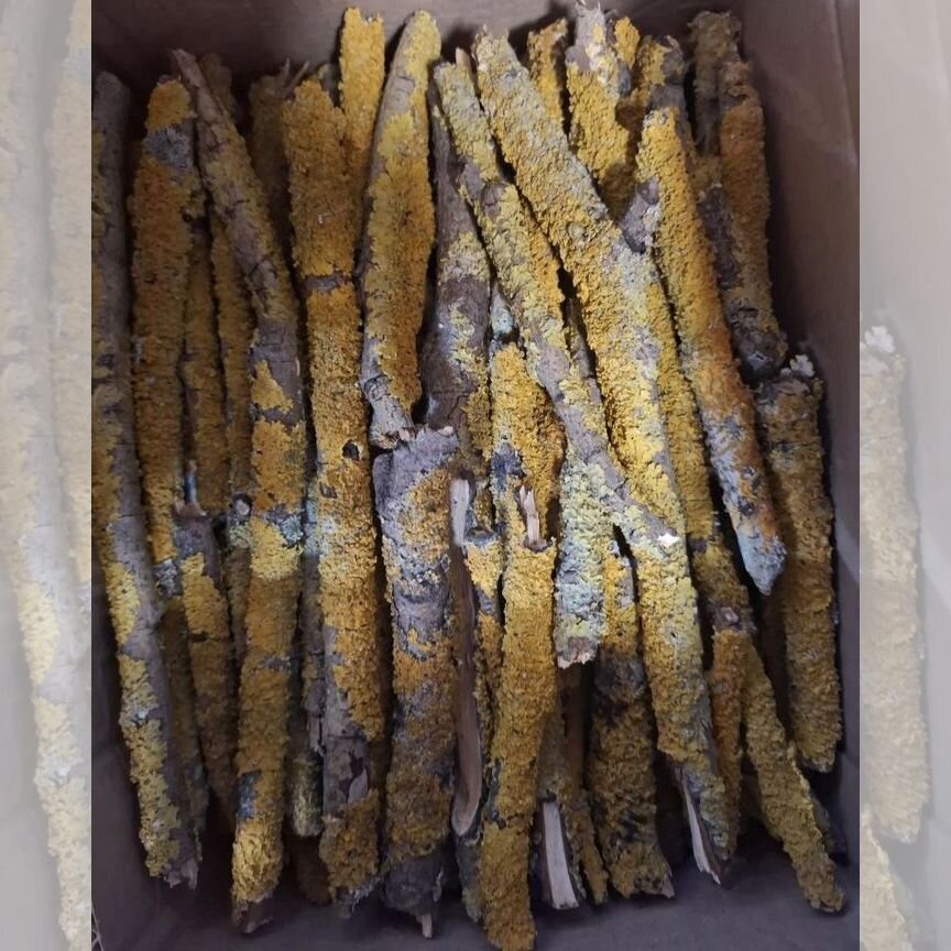 Палочки с жёлтым лишайником