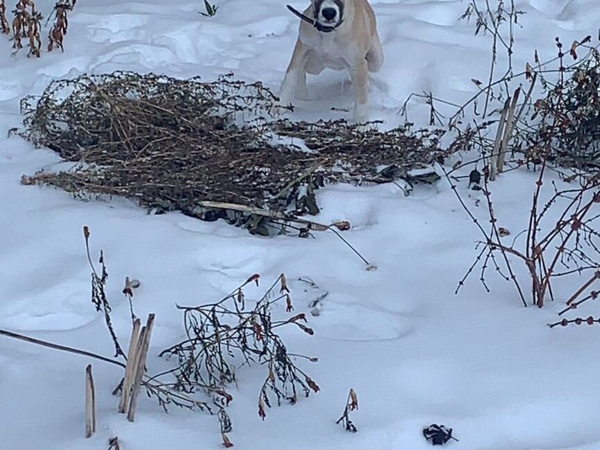 Отдам щенка в добрые руки