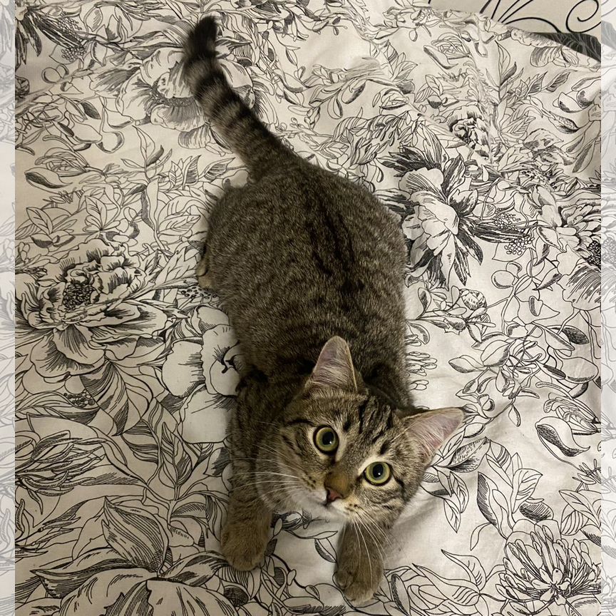 Кошечка красотка