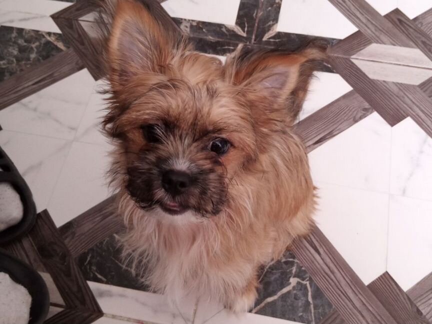 Йоркширский терьер щенки