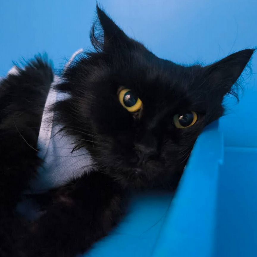 Взрослая кошка в добрые руки