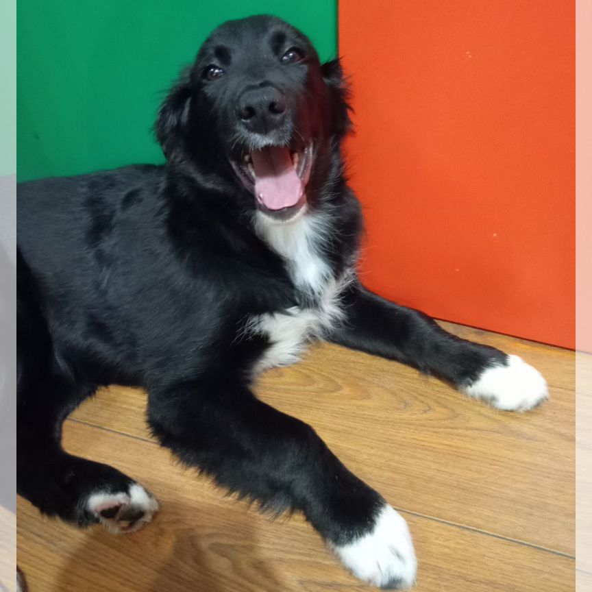 Щенок в добрые руки